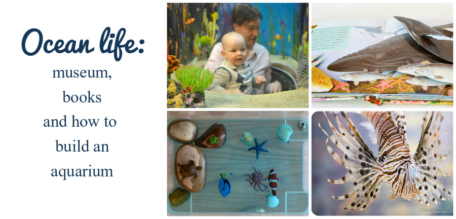 Ocean Life: Museum, Books and How to Build an Aquarium | Adventure in a Box
