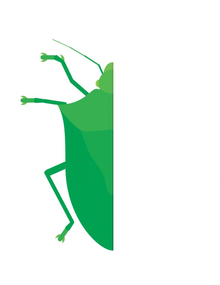 Draw the Missing Half: Insects - Adventure in a Box