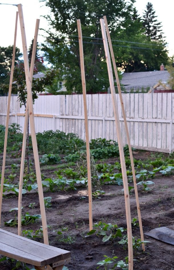 How to Make a Bean Teepee for Backyard Play