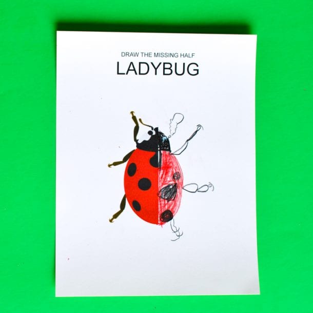 Draw the Missing Half of an Insect: Free Sample | Adventure in a Box