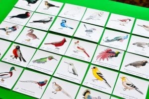Bird Pairs: Printable Memory Match Game for Kids