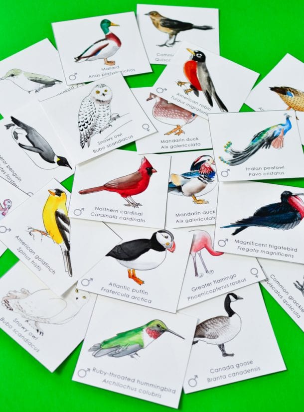 Bird Pairs: Printable Memory Match Game for Kids
