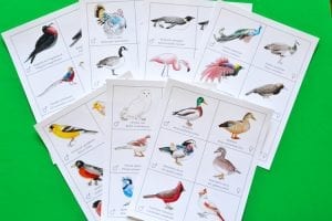 Bird Pairs: Printable Memory Match Game for Kids