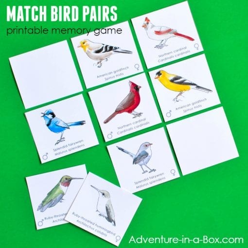 50 Printable Bird Flashcards with Fun Facts