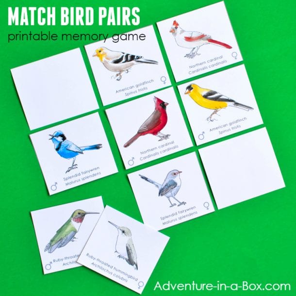 Draw the Missing Half: Insects