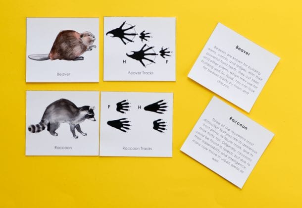 Animal Tracks: Printable Game for Kids | Adventure in a Box