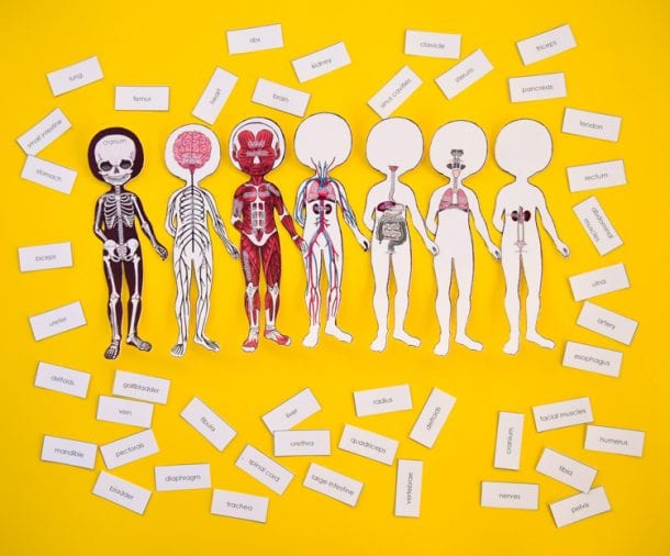 Anatomy Printable Paper Doll for Kids