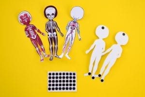 Anatomy Printable Paper Doll for Kids