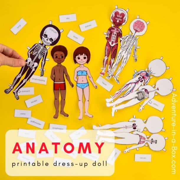 Anatomy Printable Paper Doll for Kids