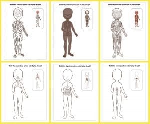 Human Body Anatomy Play-Dough Mats for Kids