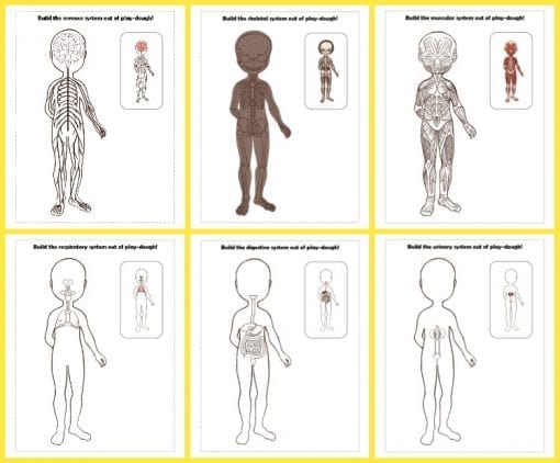 Human Body Anatomy Play-Dough Mats for Kids