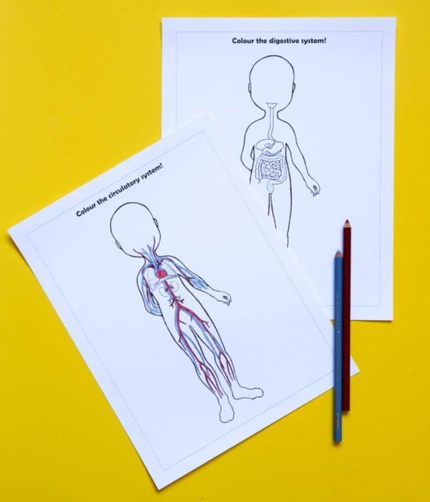 Anatomy for Kids: Main Bundle | Adventure in a Box