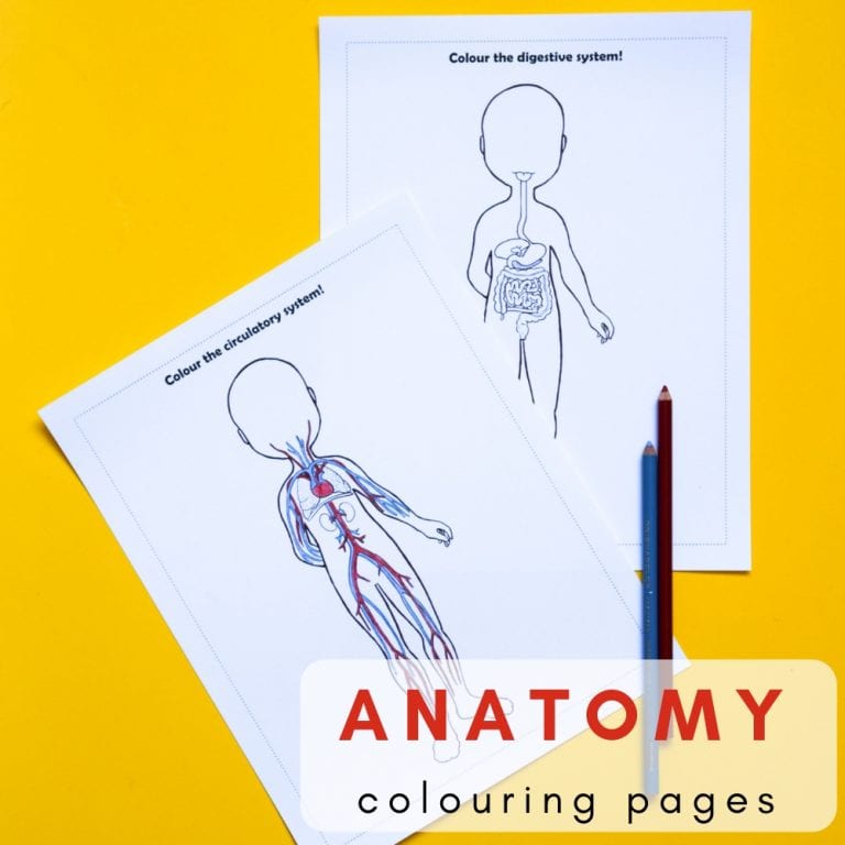More Printable Anatomy Activities for Kids | Adventure in a Box