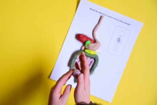 Human Body Anatomy Play-Dough Mats for Kids