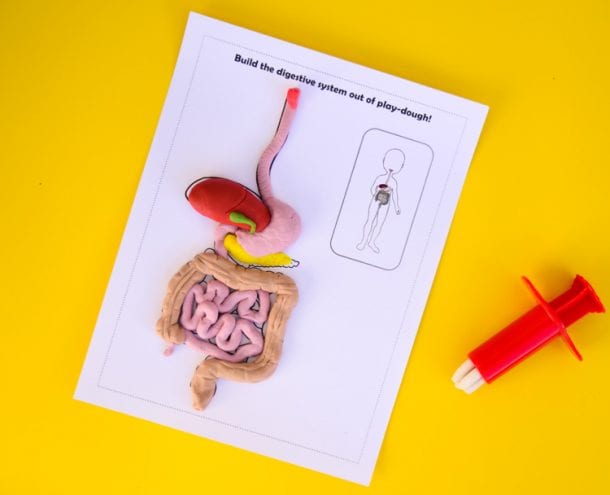 Human Body Anatomy Play-Dough Mats for Kids
