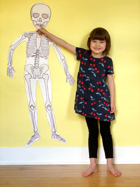 Life-Size Printable Human Skeleton for Kids