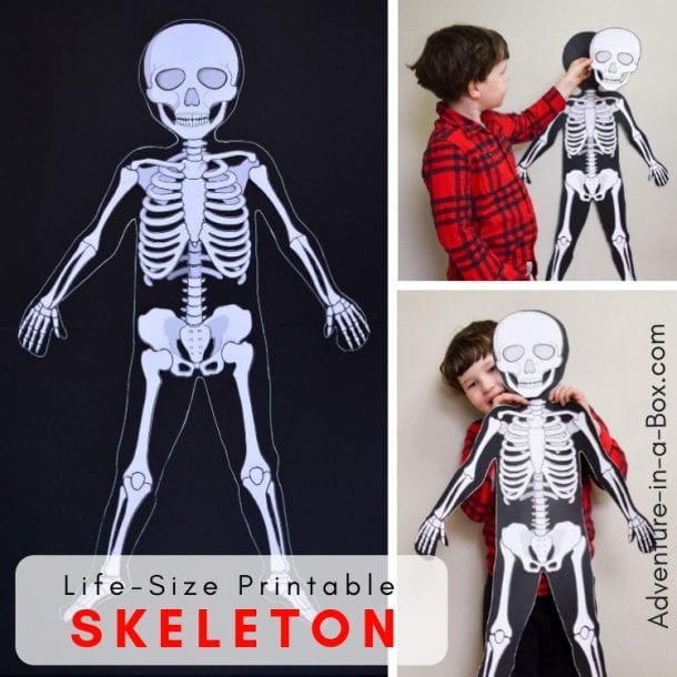 Life-Size Printable Human Skeleton for Kids