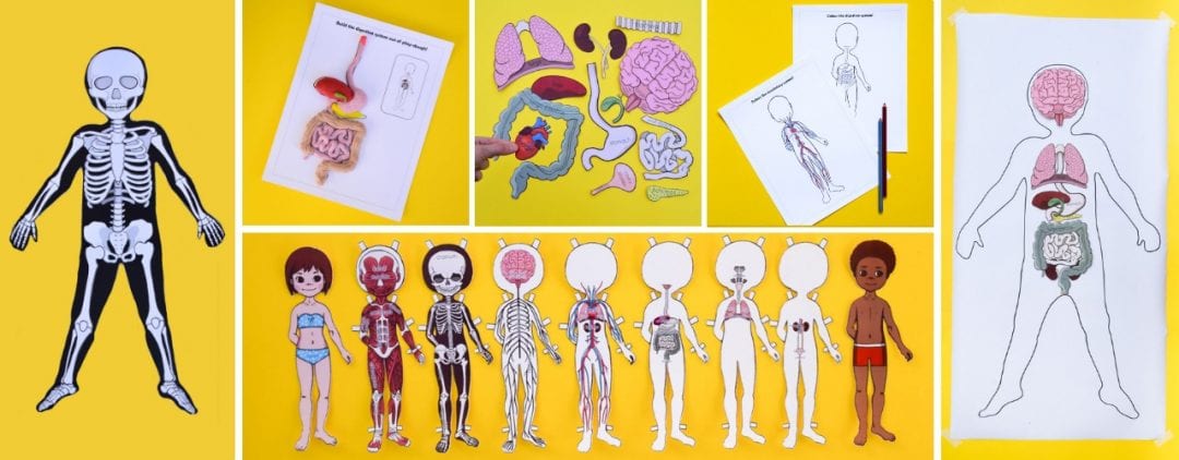 Human Body Anatomy Play-Dough Mats for Kids