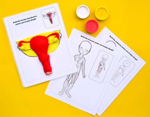 Printable Anatomy Play-Dough Mats | Adventure in a Box