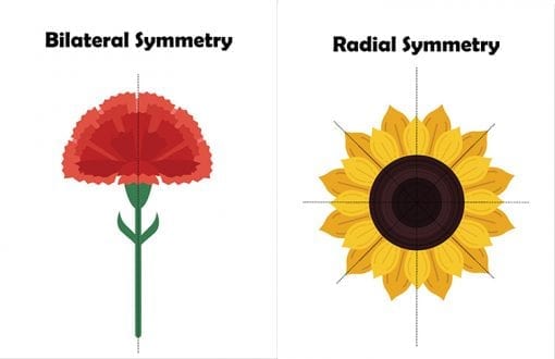 Flower Symmetry: Draw the Missing Half Art Prompts