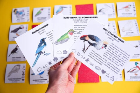 Bird Guess Who Game: Basic Version | Adventure in a Box