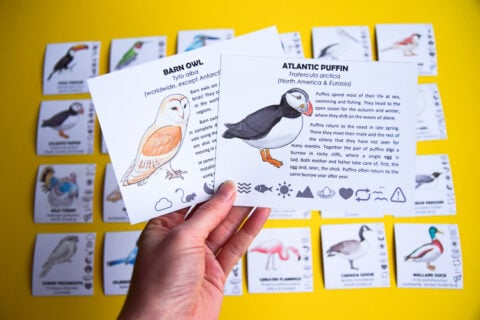 Bird Guess Who Game: Basic Version | Adventure in a Box