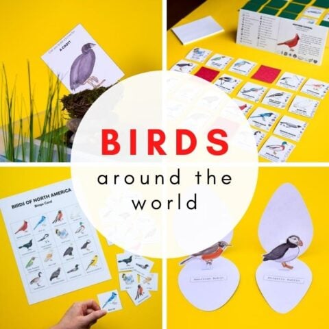 Bird Bundle | Adventure in a Box