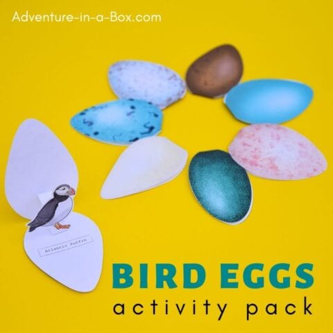 Bird Eggs Activity Pack | Adventure in a Box