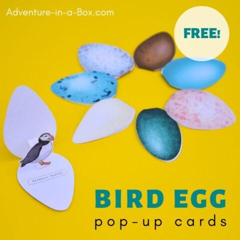 Bird Bingo Printable Game