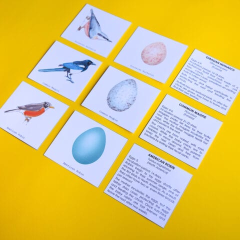 Bird Eggs Activity Pack | Adventure in a Box
