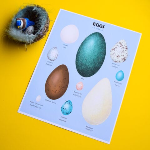 Bird Eggs Activity Pack | Adventure in a Box
