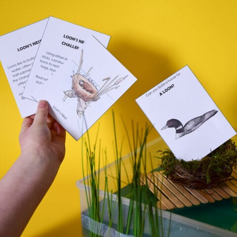 Bird's Nest Engineering Challenges | Adventure in a Box