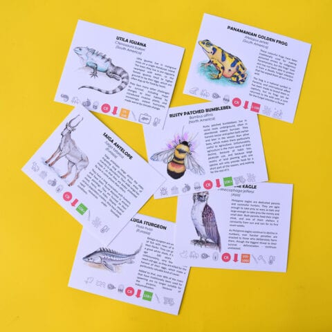 Endangered Animals Board Game | Adventure in a Box