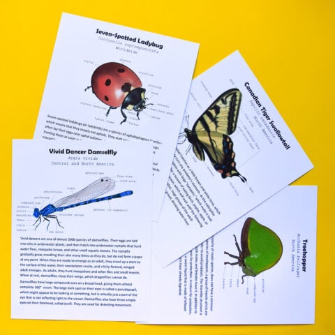 How to Make 3D Paper Insects with Printable Templates