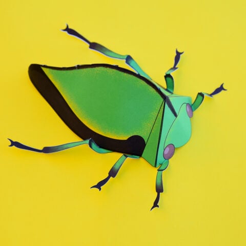 How to Make 3D Paper Insects with Printable Templates