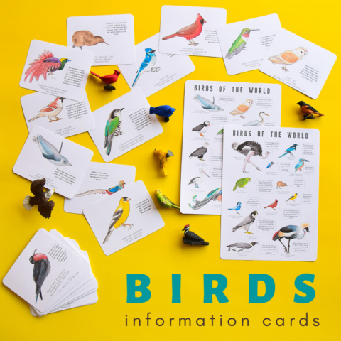 50 Printable Bird Flashcards with Fun Facts