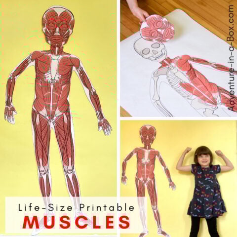 Life-Size Printable Muscular System for Kids