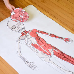 life-size-printable-muscles-0245-1 | Adventure in a Box