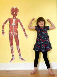 life-size-printable-muscles-6933 | Adventure in a Box