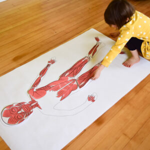 life-size-printable-muscular-system-for-kids-0165 | Adventure in a Box