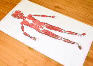 life-size-printable-muscular-system-for-kids-0201 | Adventure in a Box
