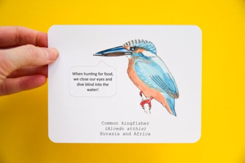 50 Printable Bird Flashcards with Fun Facts