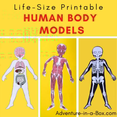 Printable Body Parts
