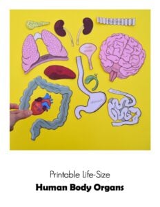 Free Printable Life-Size Organs | Adventure in a Box